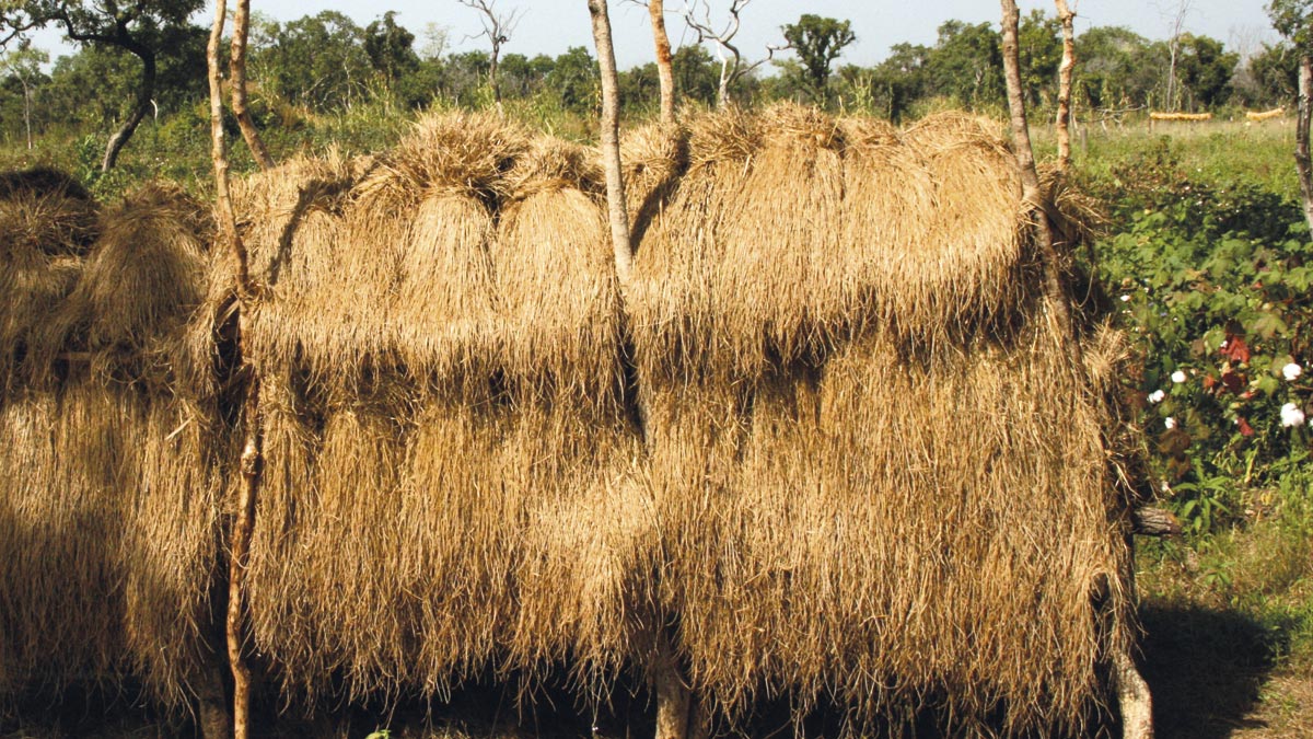 Le mot de la fin | Des Plantes et des Hommes