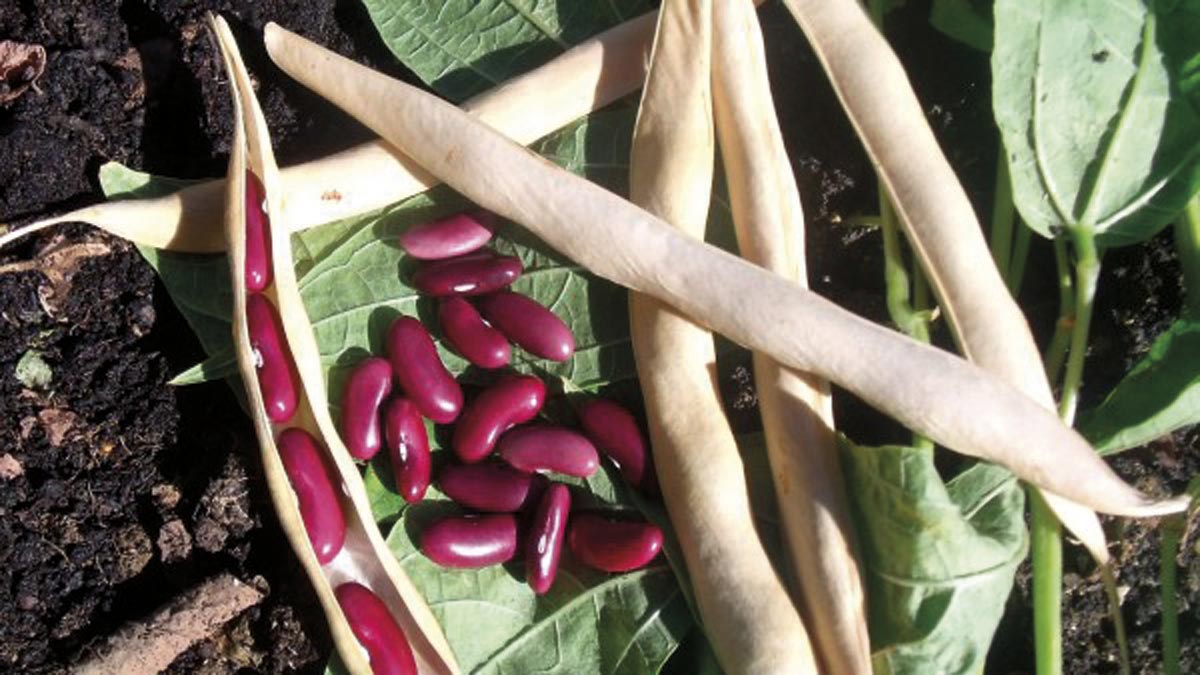 Histoires de haricots | Des Plantes et des Hommes